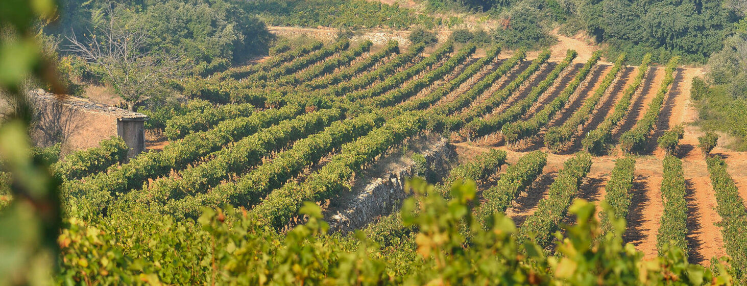 Château Sainte Croix à Carcès : vins d’exception en Provence